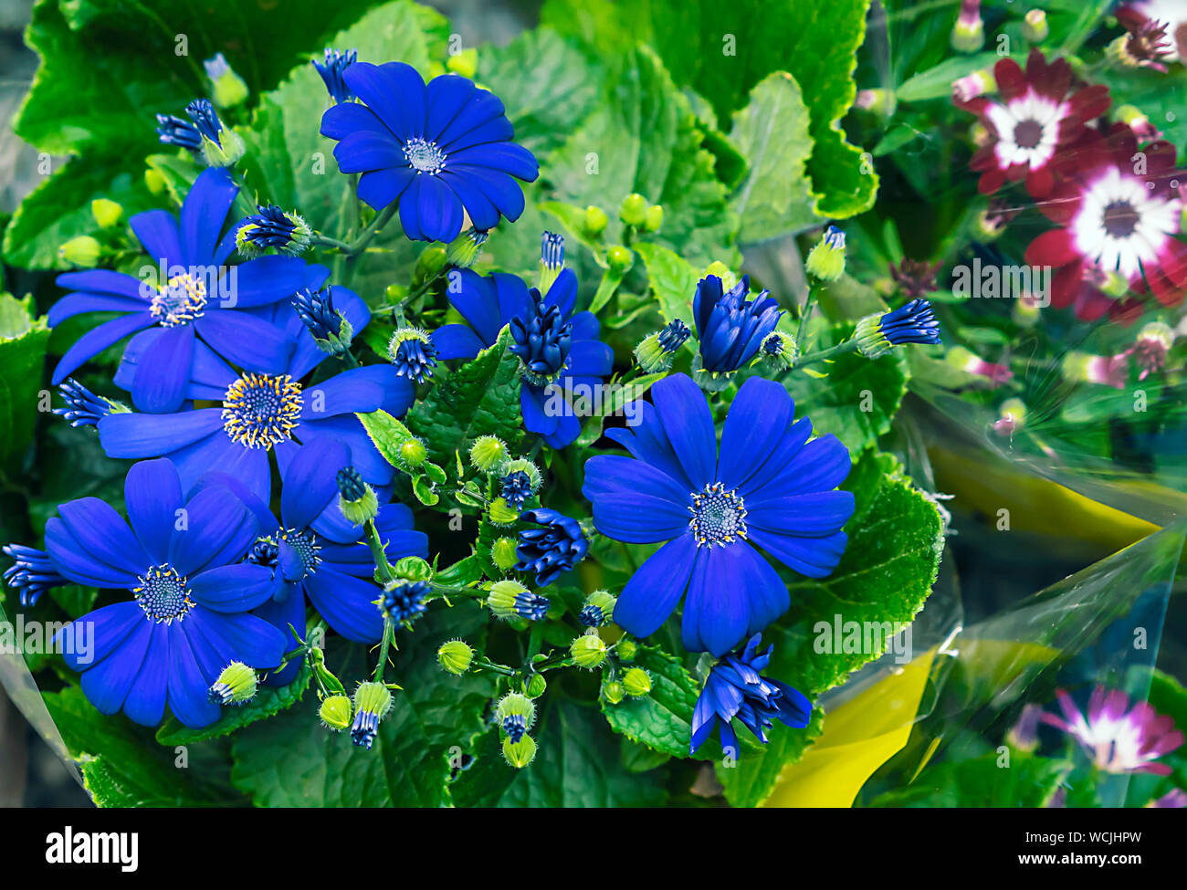 Blue flowers on the counter of a flower shop Stock Photo - Alamy