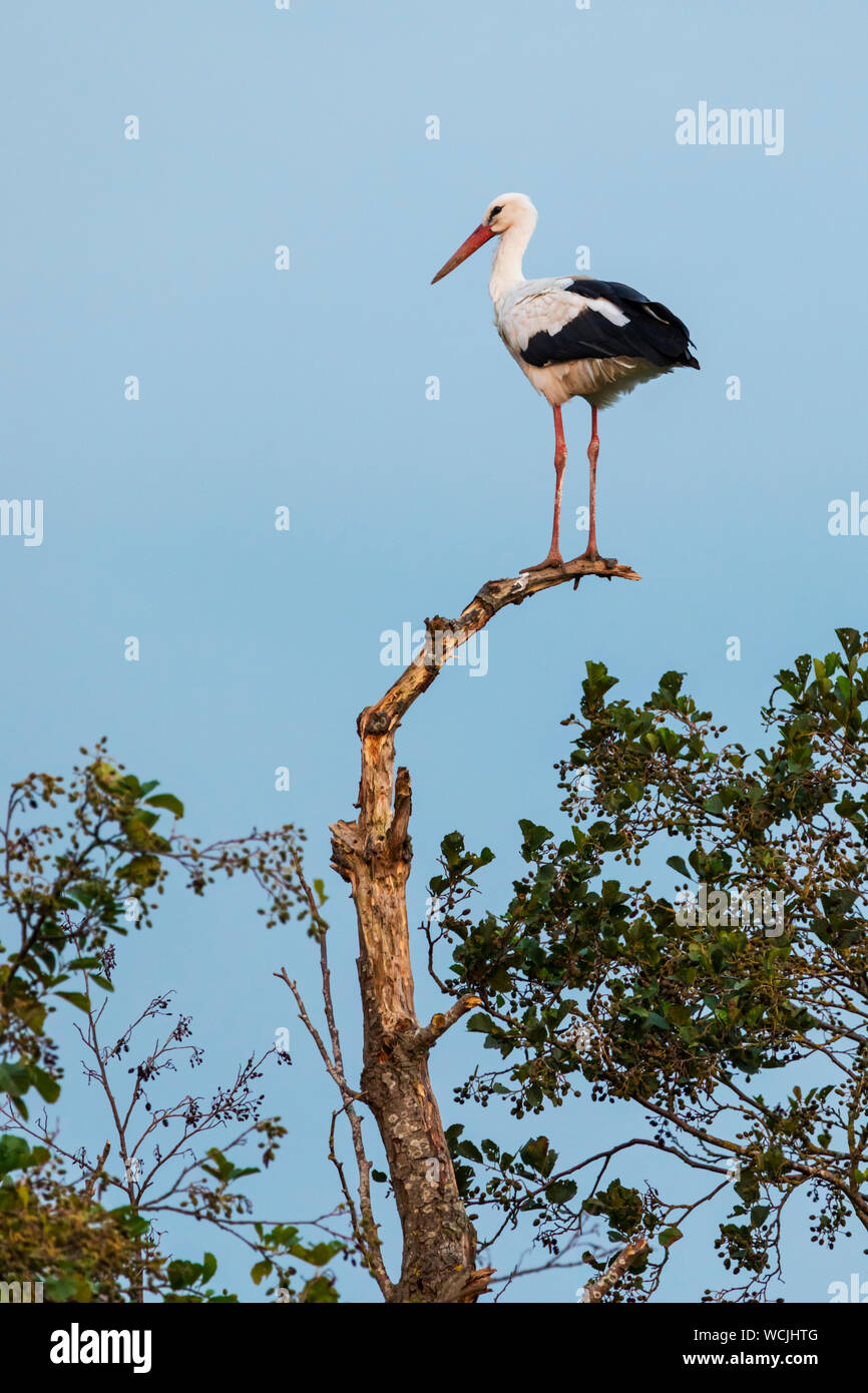 Stork tree hi-res stock photography and images - Alamy