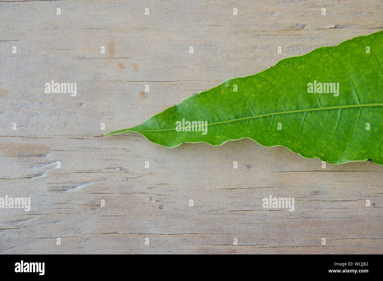 Acute leaf hi-res stock photography and images - Alamy