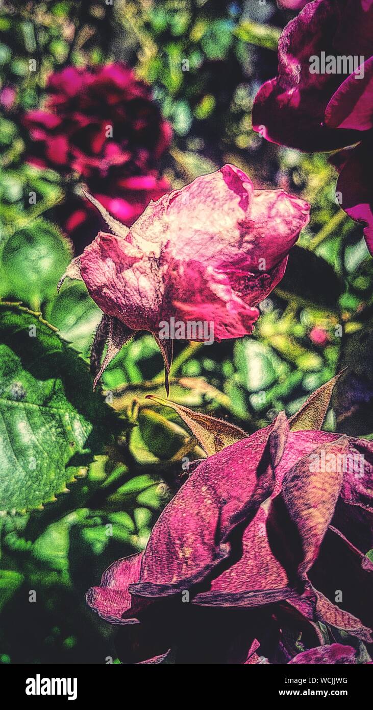 Waking up to flowers hi-res stock photography and images - Alamy