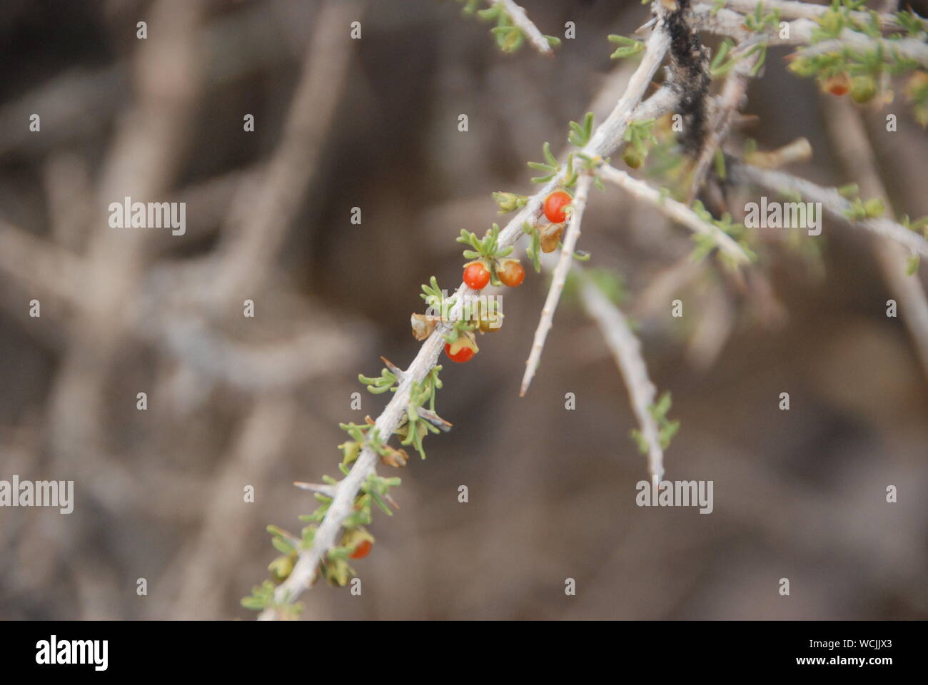 Small orange berries hi-res stock photography and images - Alamy