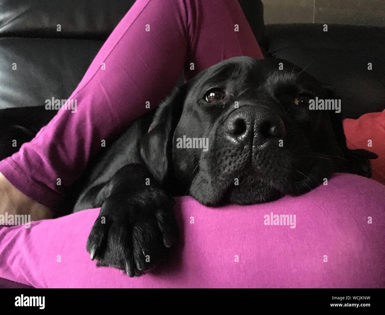 Woman lying on back legs up hi-res stock photography and images - Alamy