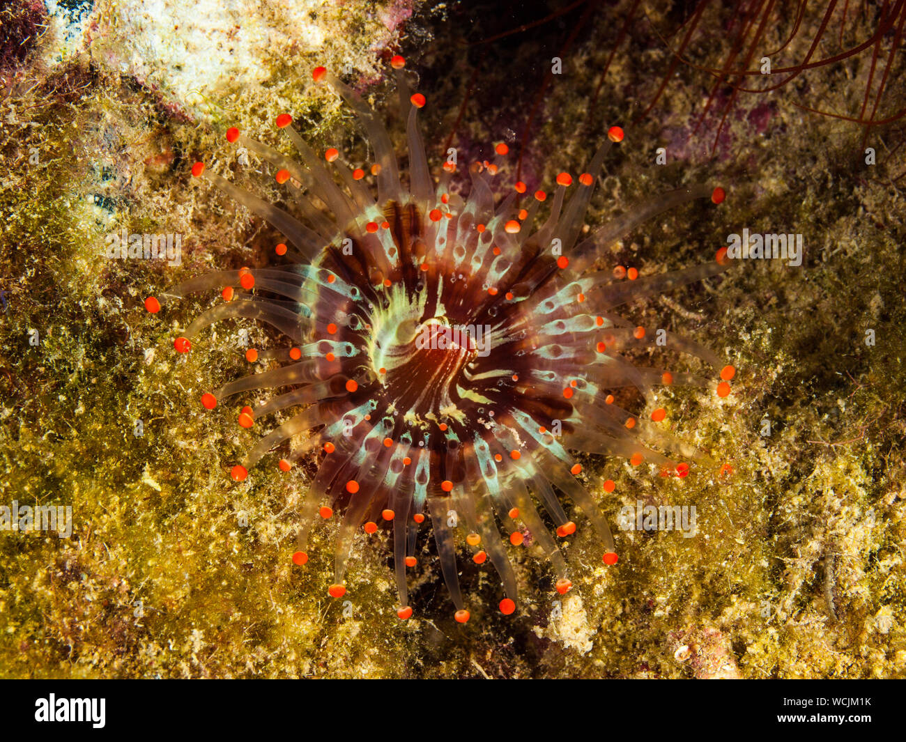 Orange-ball corallimorph (Pseudocorynactis caribbeorum Stock Photo - Alamy