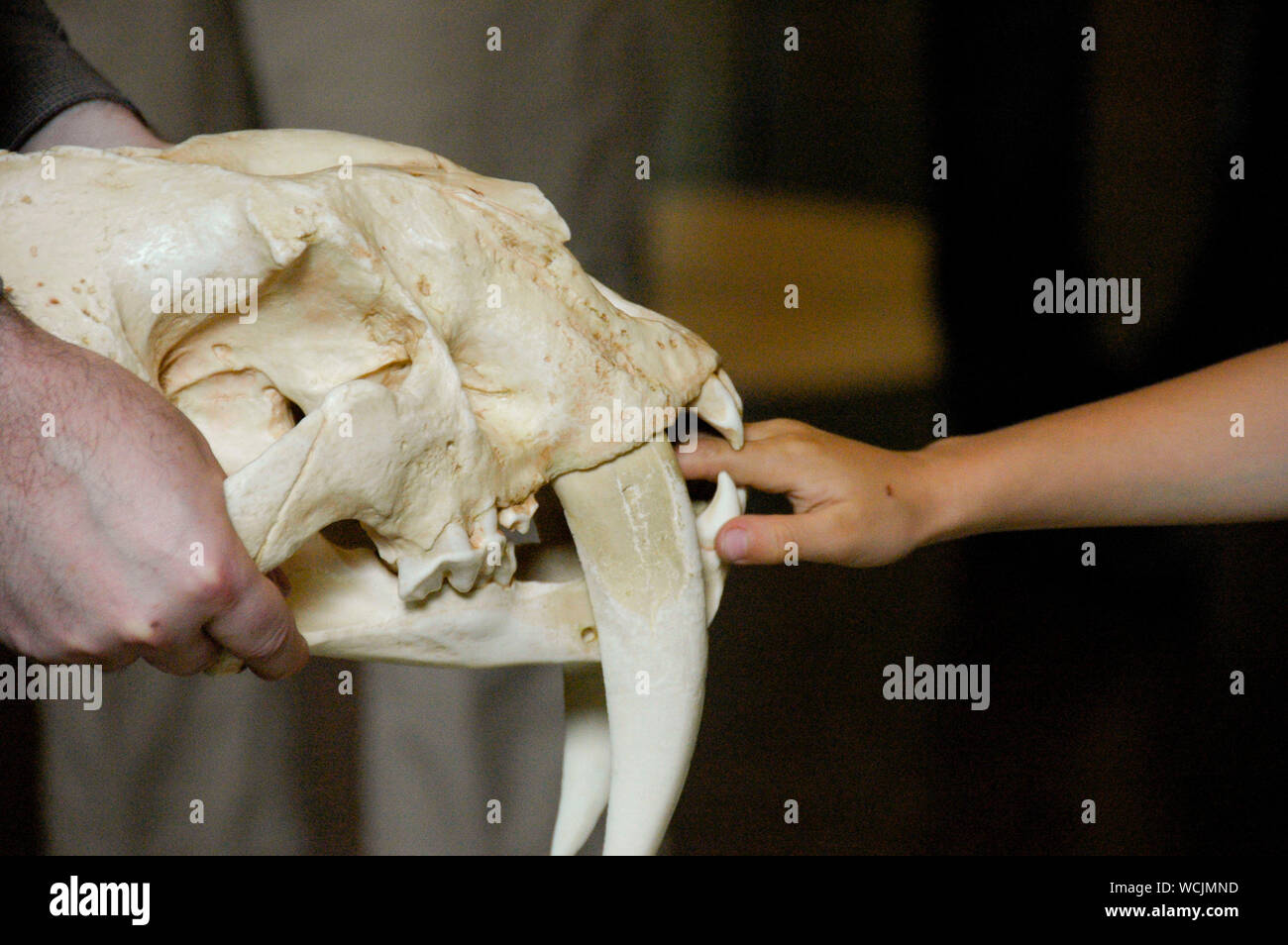 Real skull hi-res stock photography and images - Alamy