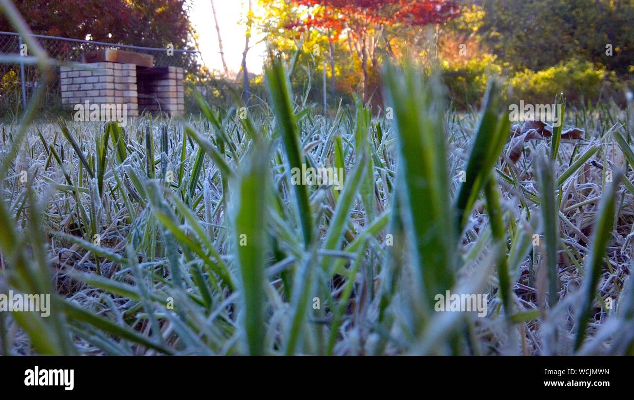 Frost Covered Grass High Resolution Stock Photography and Images - Alamy
