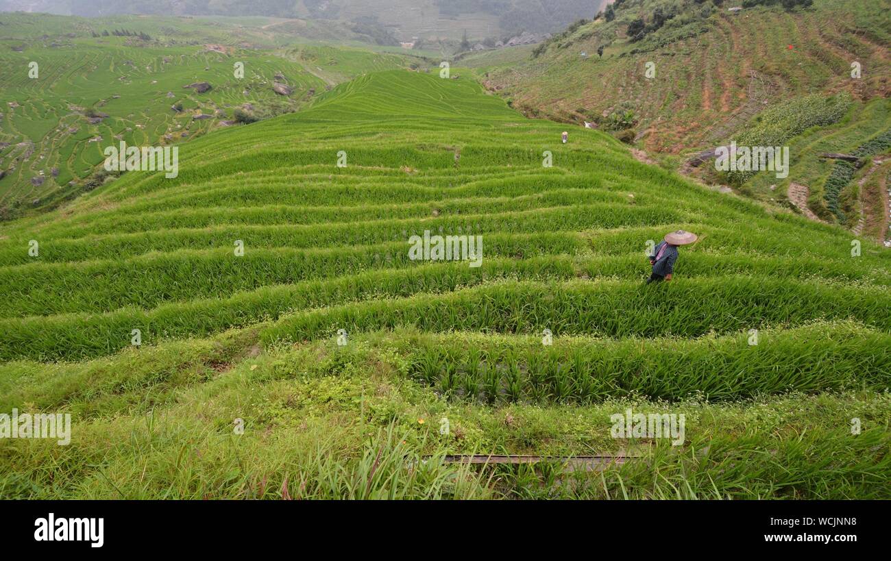 China Rice Paddy Worker Stock Photos & China Rice Paddy Worker Stock ...