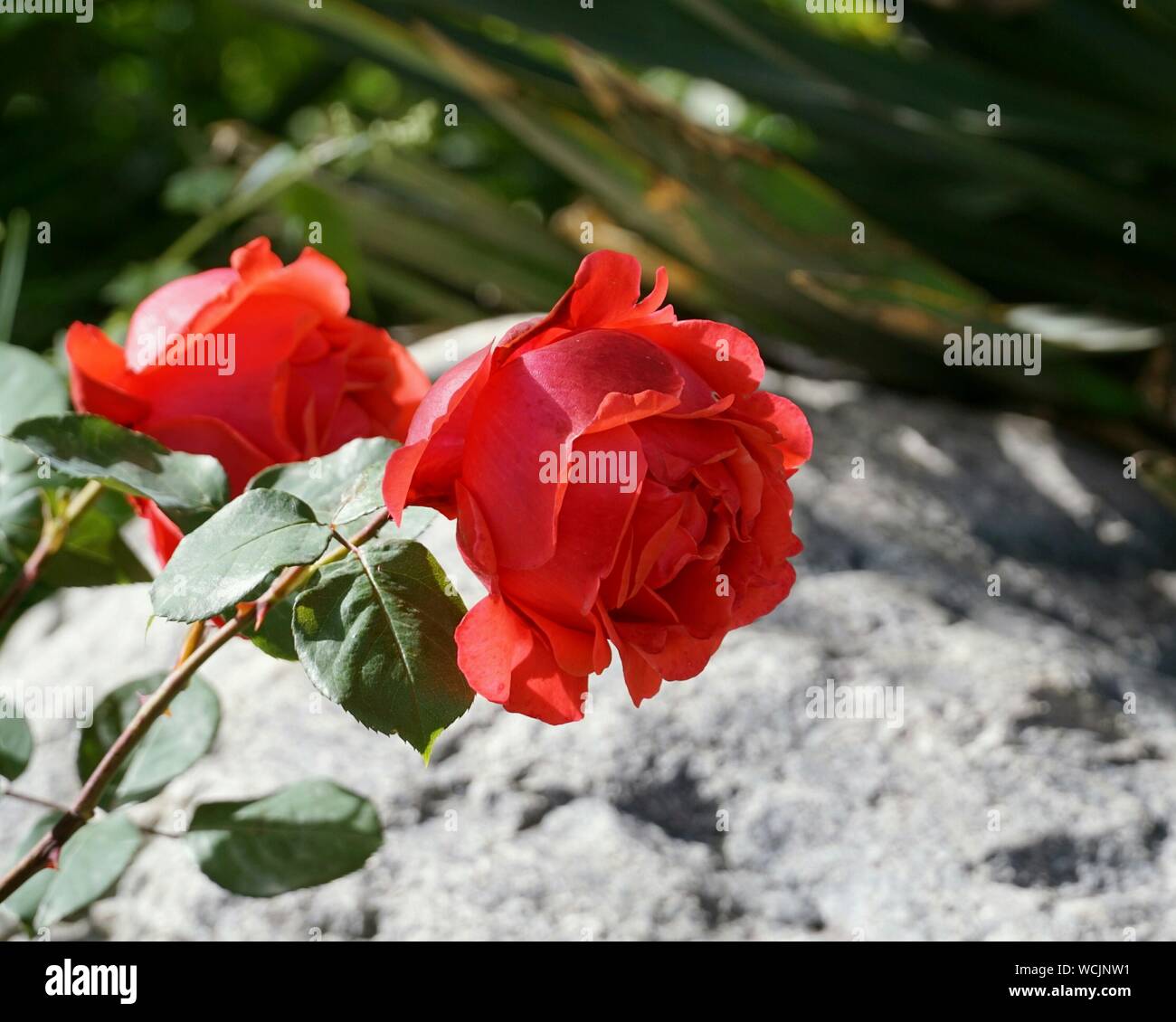 Rock roses hi-res stock photography and images - Alamy