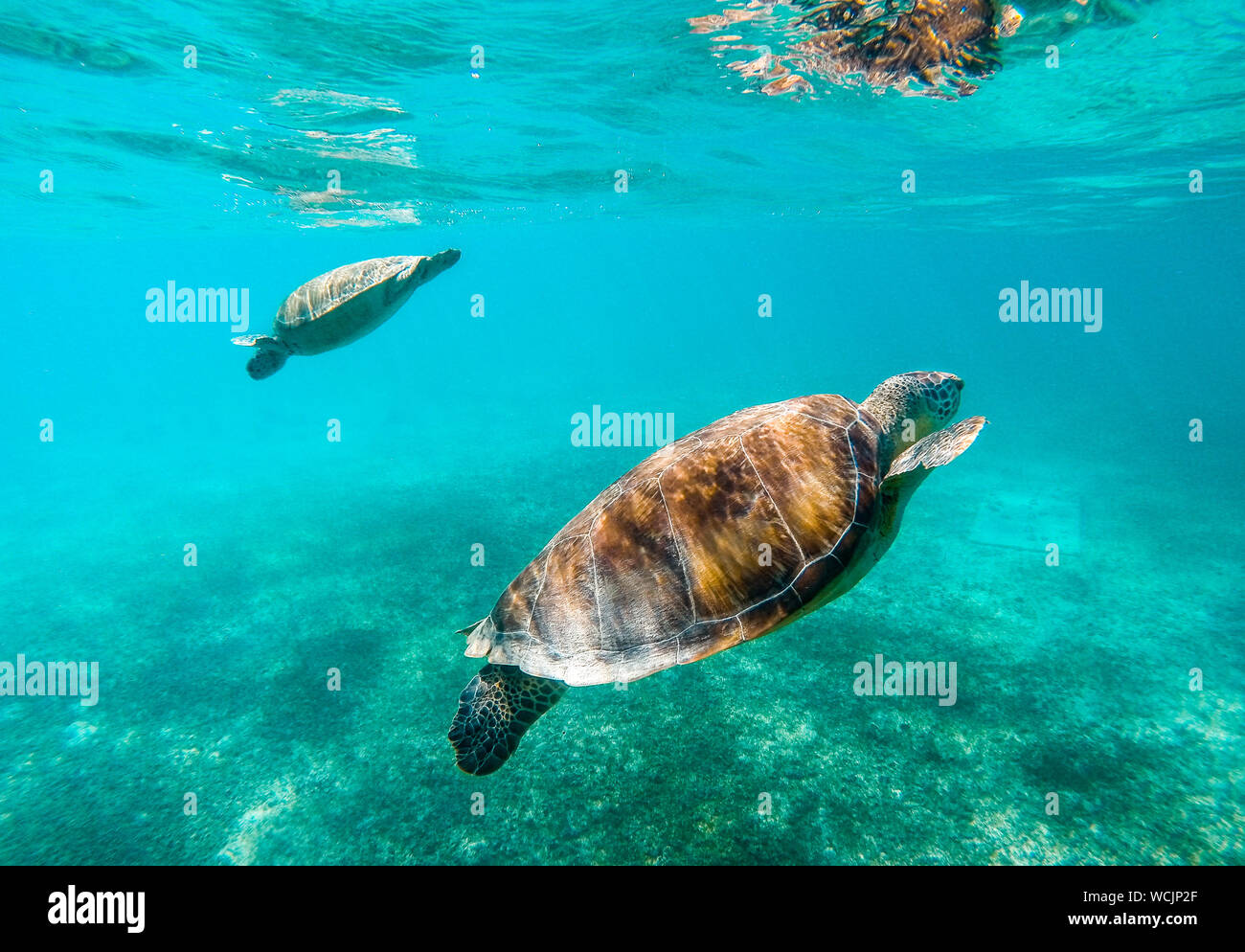 Underwater turtles hi-res stock photography and images - Alamy