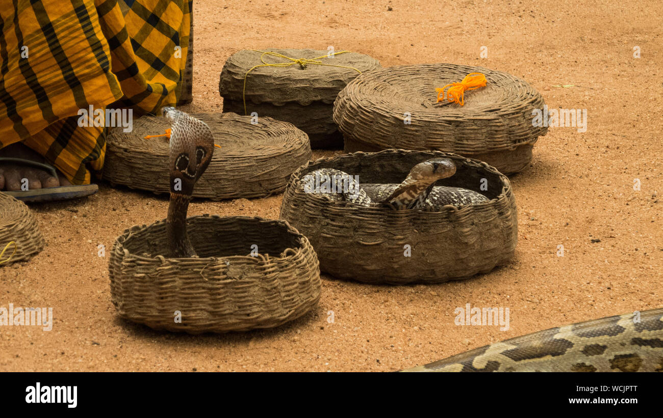 Snake in basket hi-res stock photography and images - Alamy