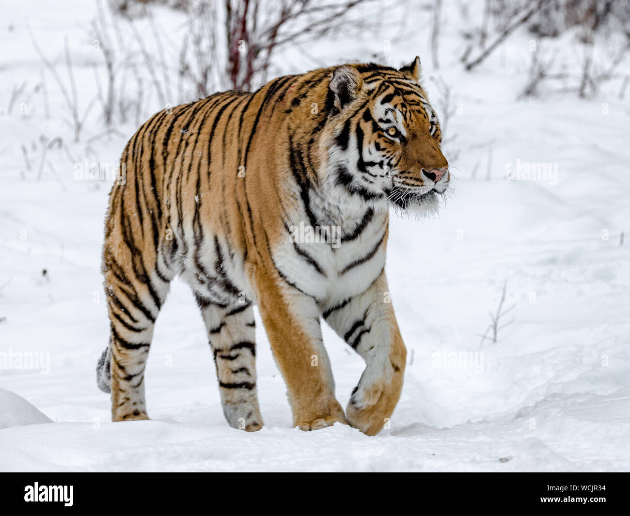 Siberian tiger walking in the snow hi-res stock photography and images ...