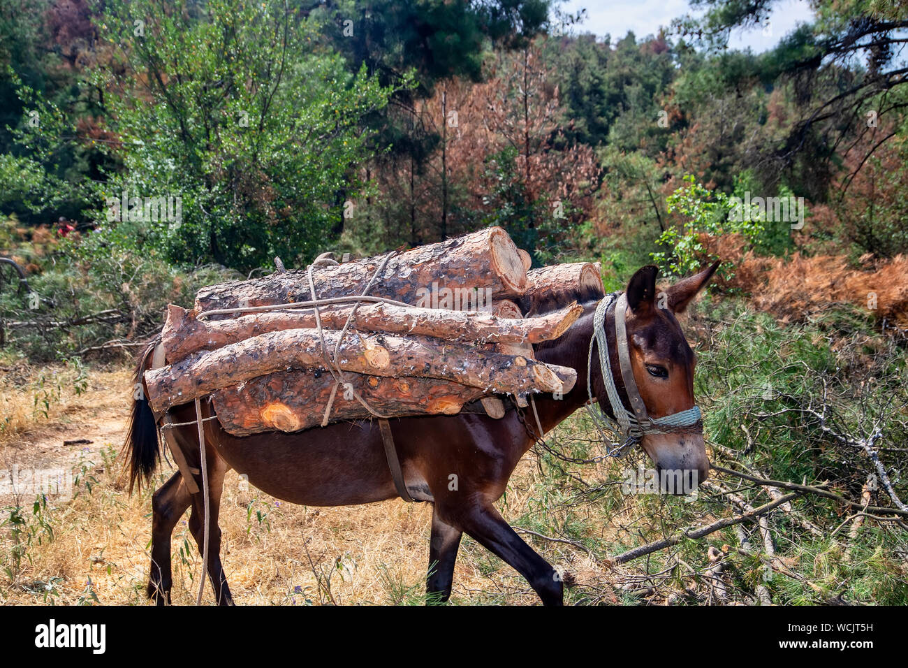 horse carry the cut down tree trunks in the suburban forest of ...
