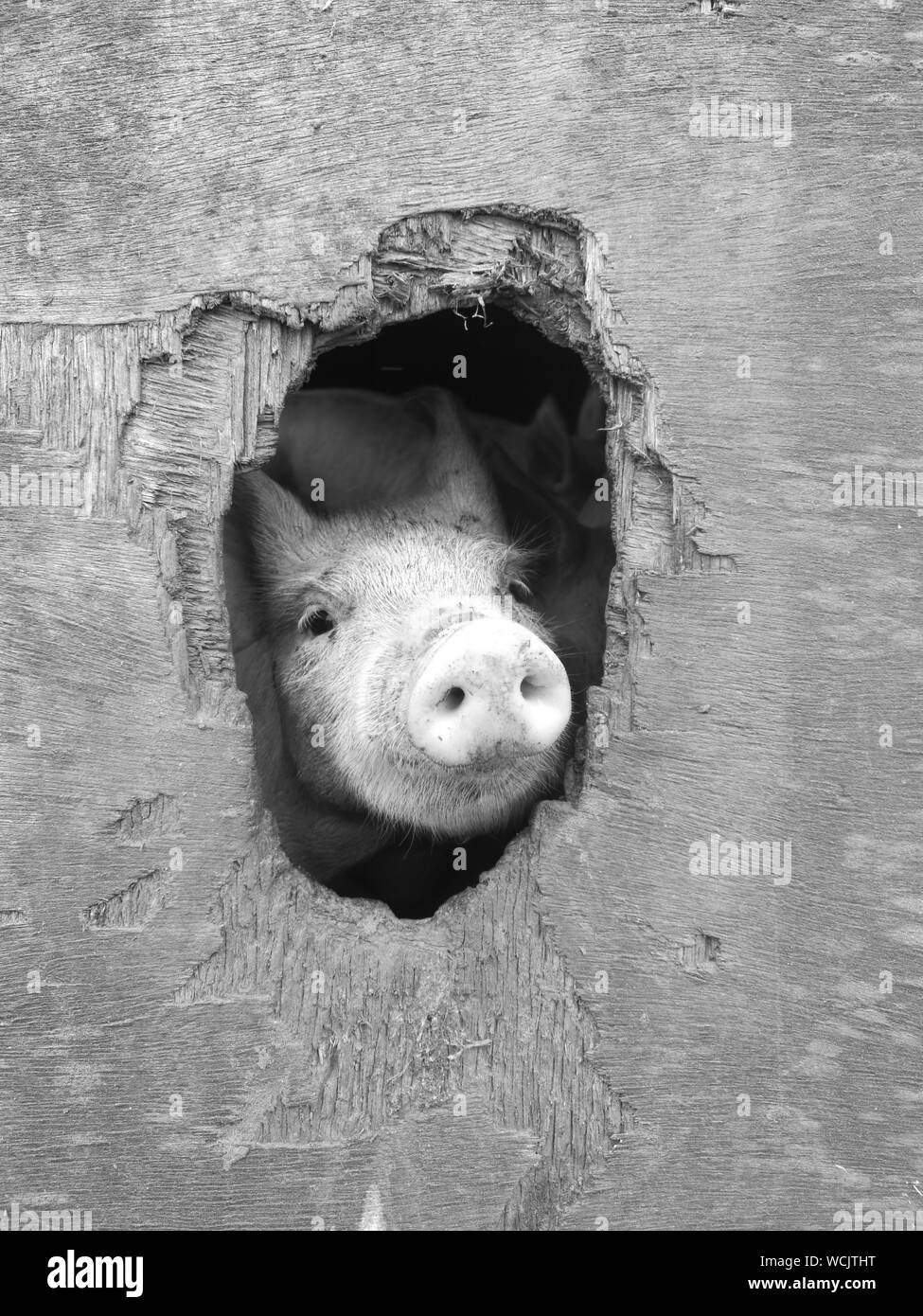 Head through the hole Black and White Stock Photos & Images - Alamy