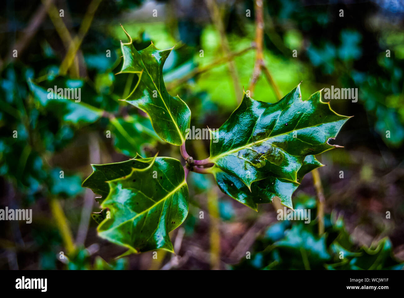 Holly Plant High Resolution Stock Photography and Images - Alamy