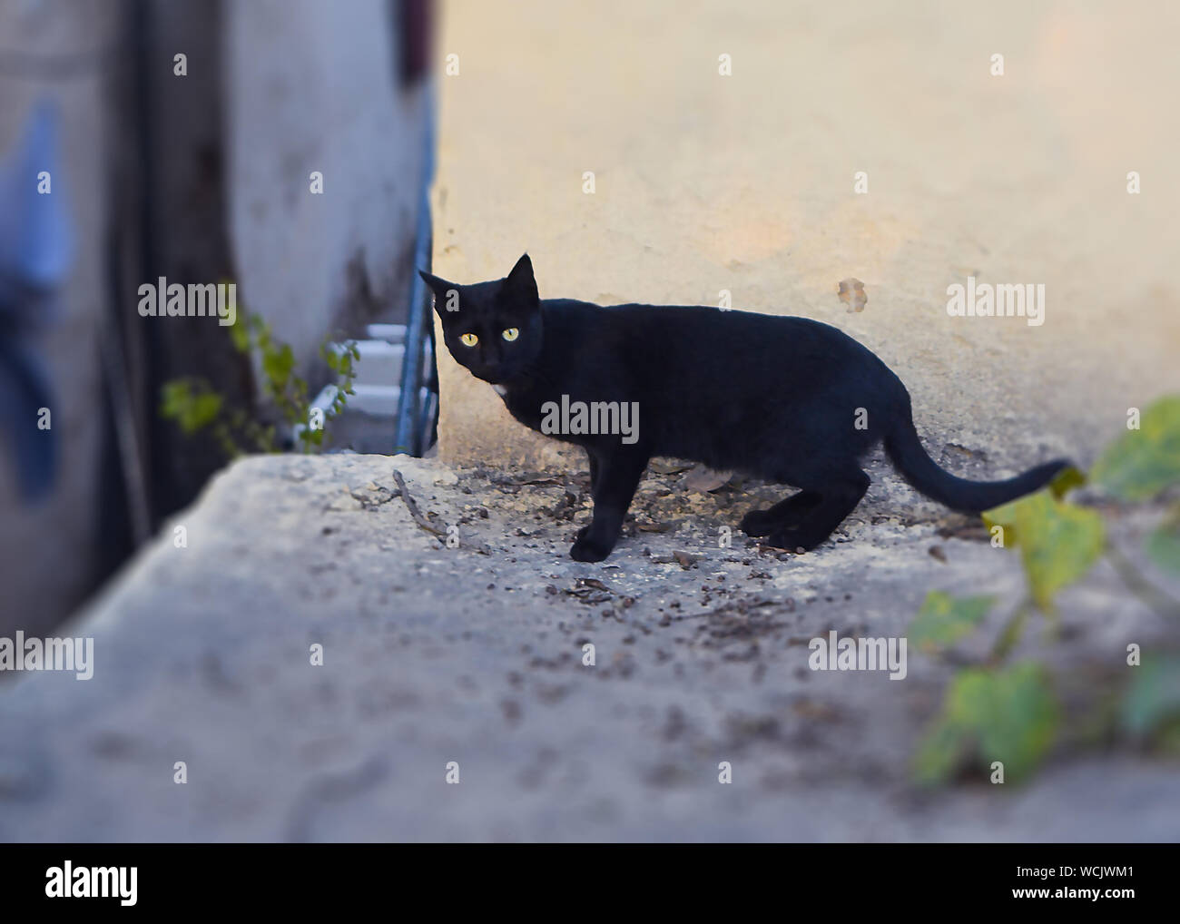 Indian domestic cat hi-res stock photography and images - Alamy