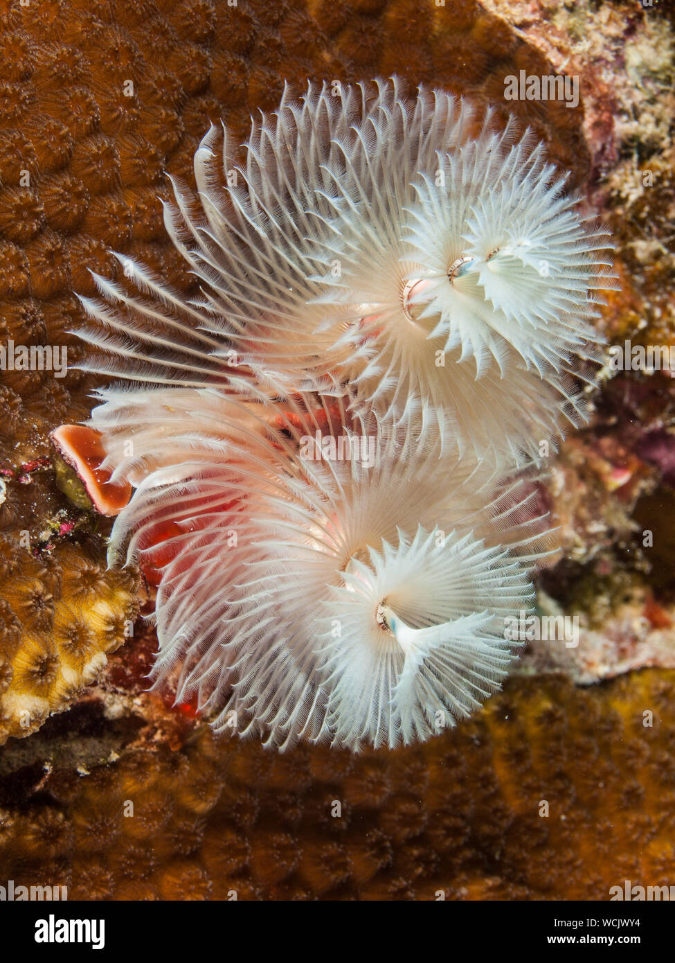 Colorful Christmas Tree Worm, Spirobranchus giganteus, Caribbean Sea ...