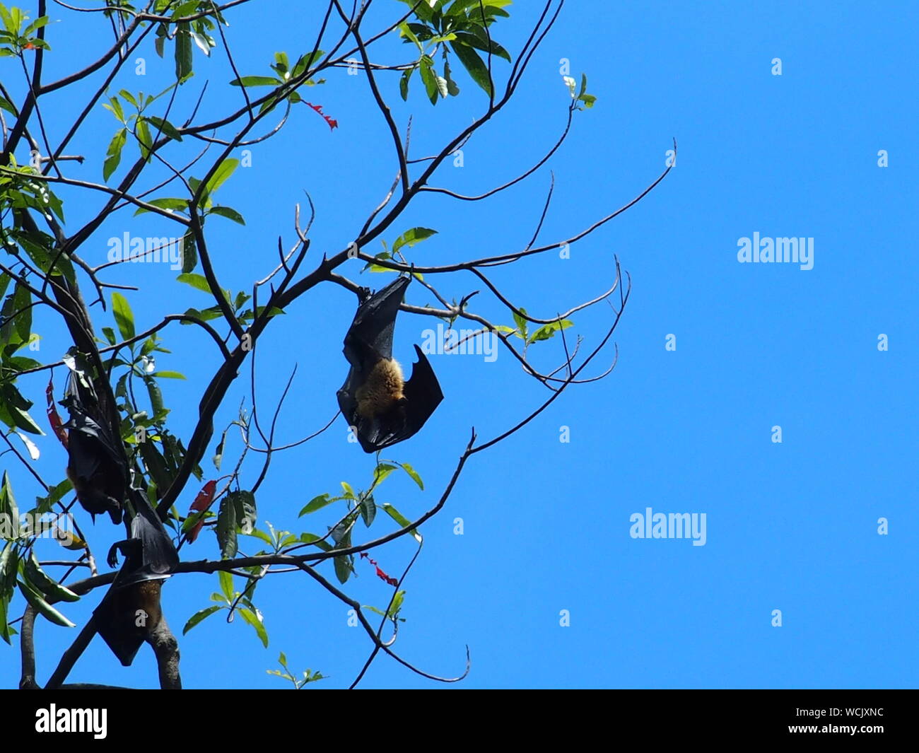 Family bats High Resolution Stock Photography and Images - Alamy