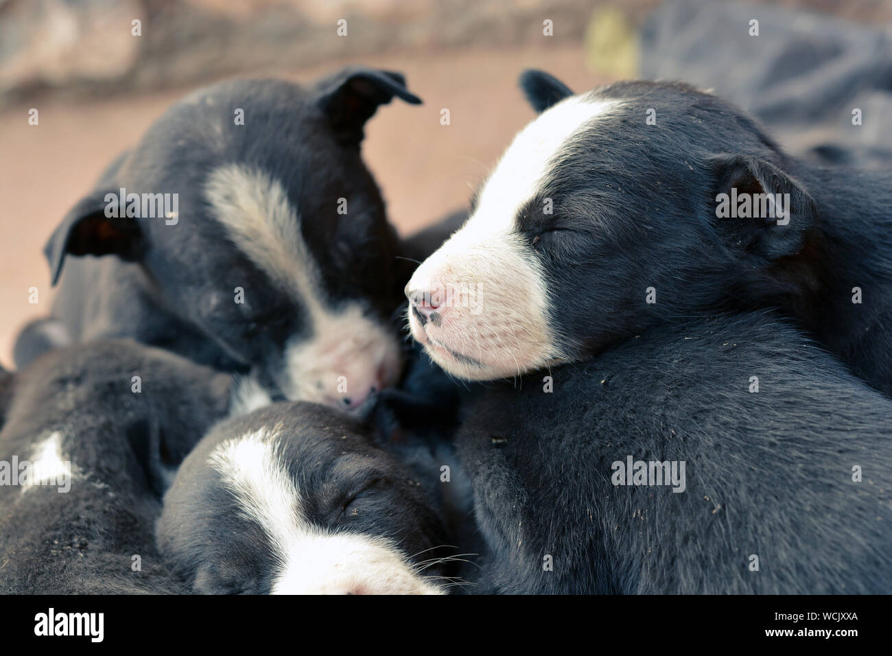 poor puppies sleeping on each other. Domestic, poor, black, dirty Stock ...