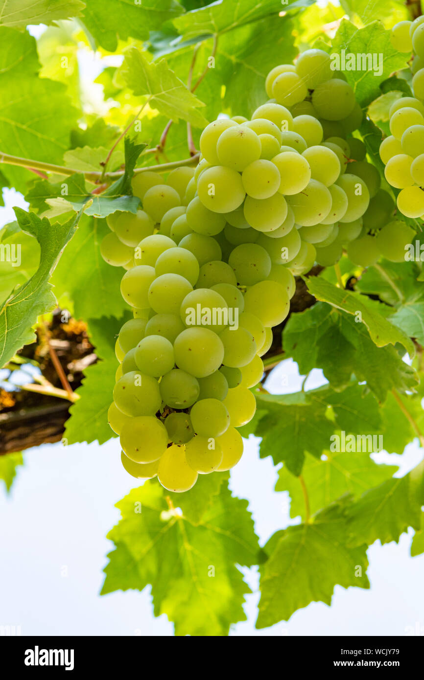 Vineyard with growing white wine grapes, riesling or chardonnay ...