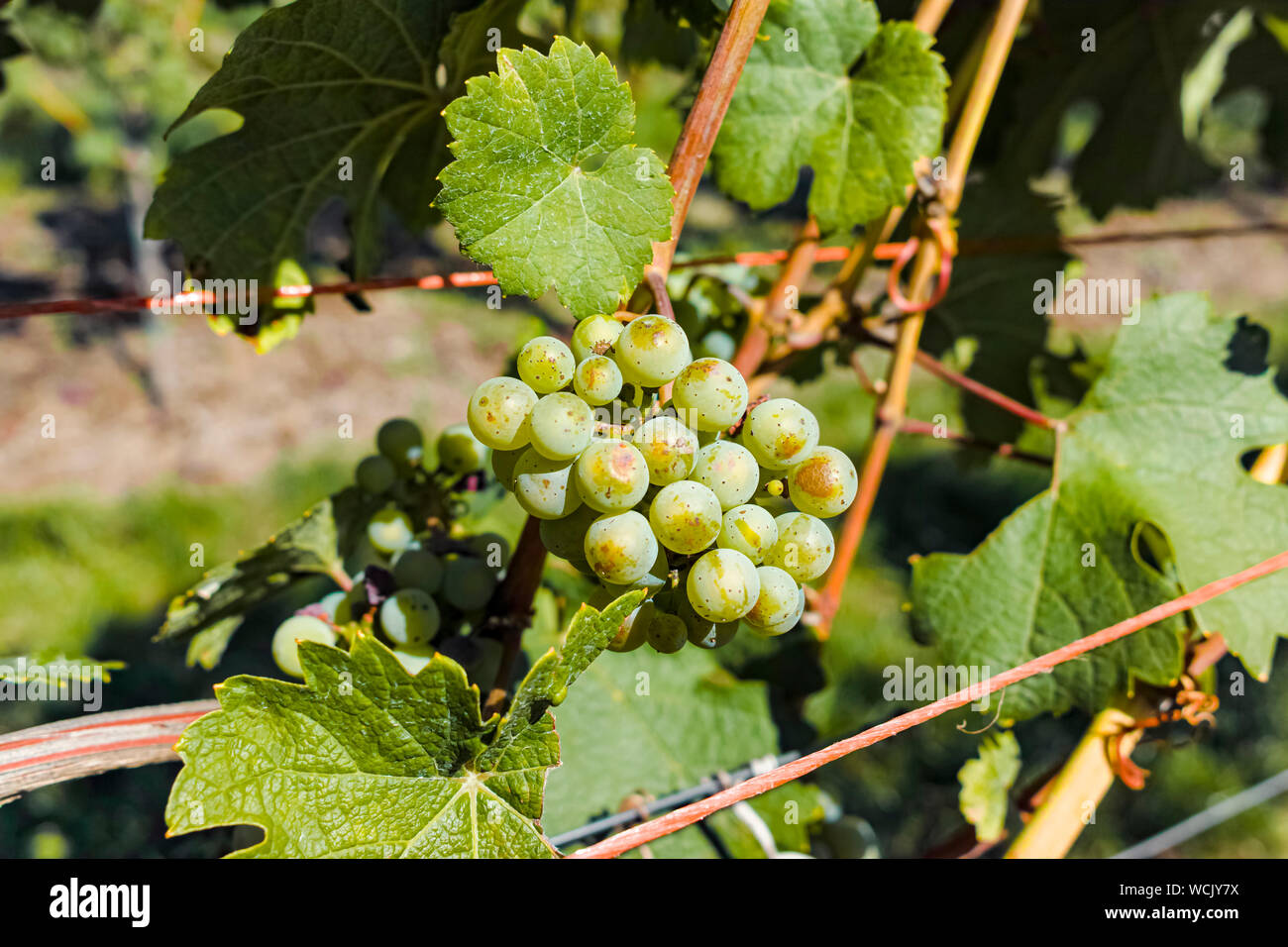 Vineyard with growing white wine grapes, riesling or chardonnay ...