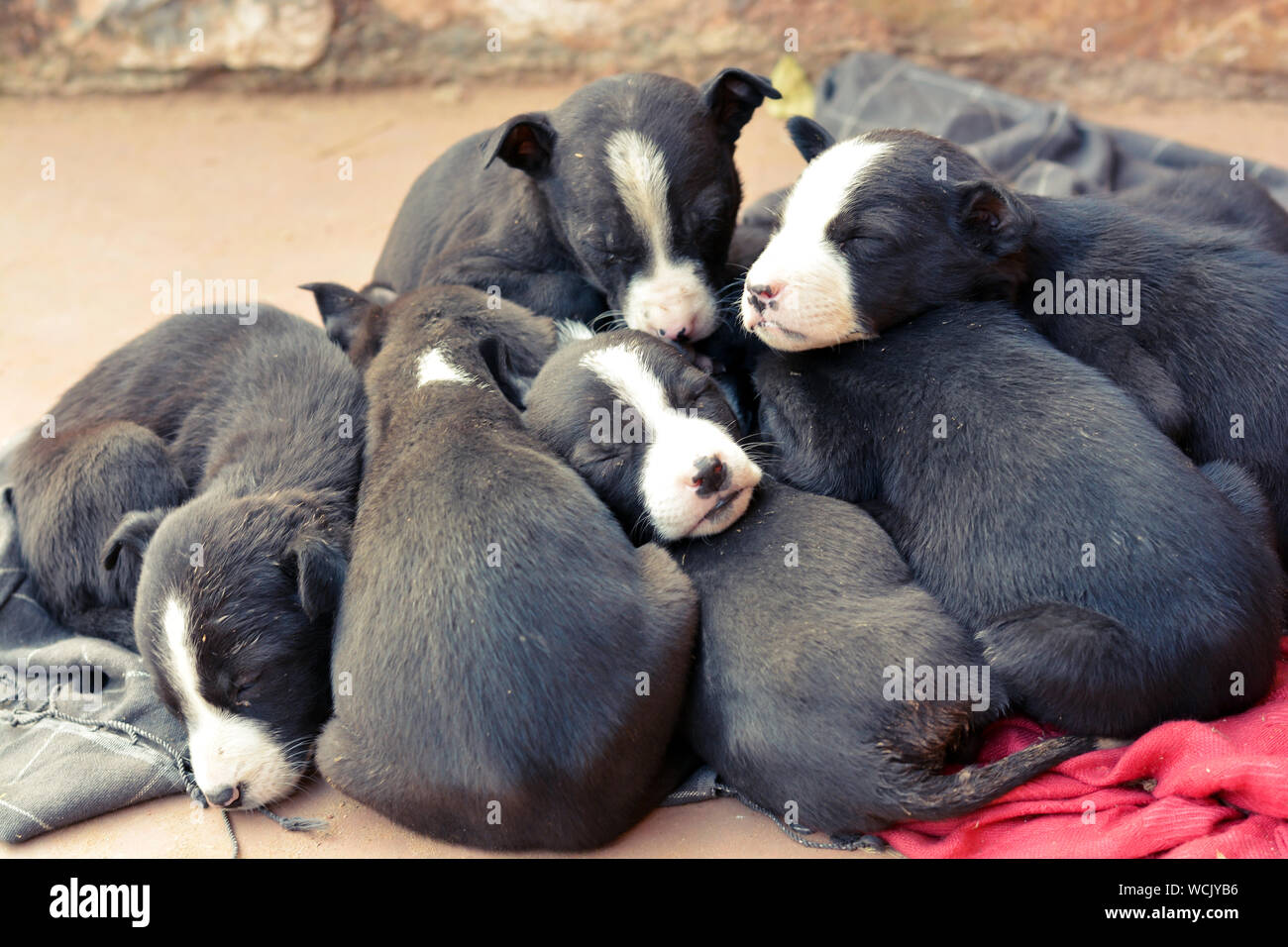 Poor puppies sleeping on each other. Domestic, poor, black, dirty ...