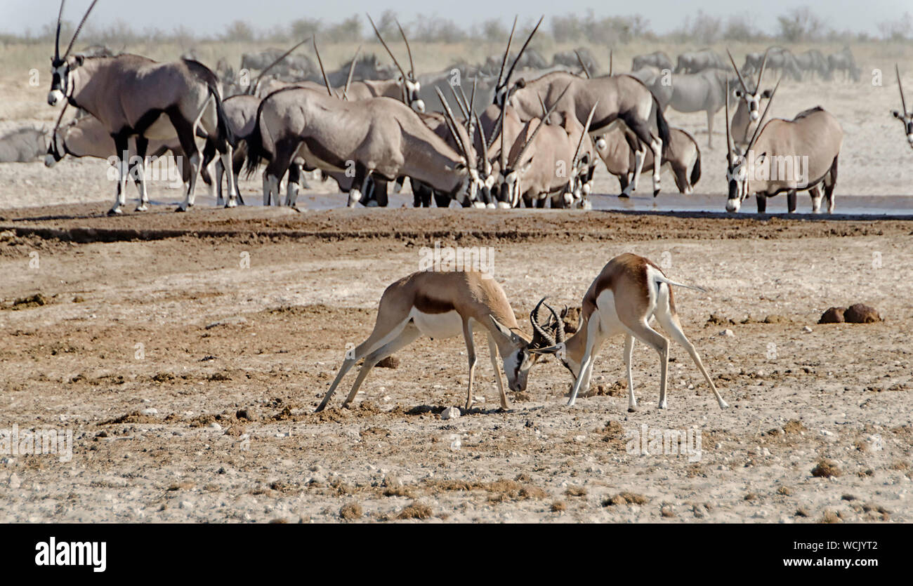 Gemsbok fighting hi-res stock photography and images - Alamy