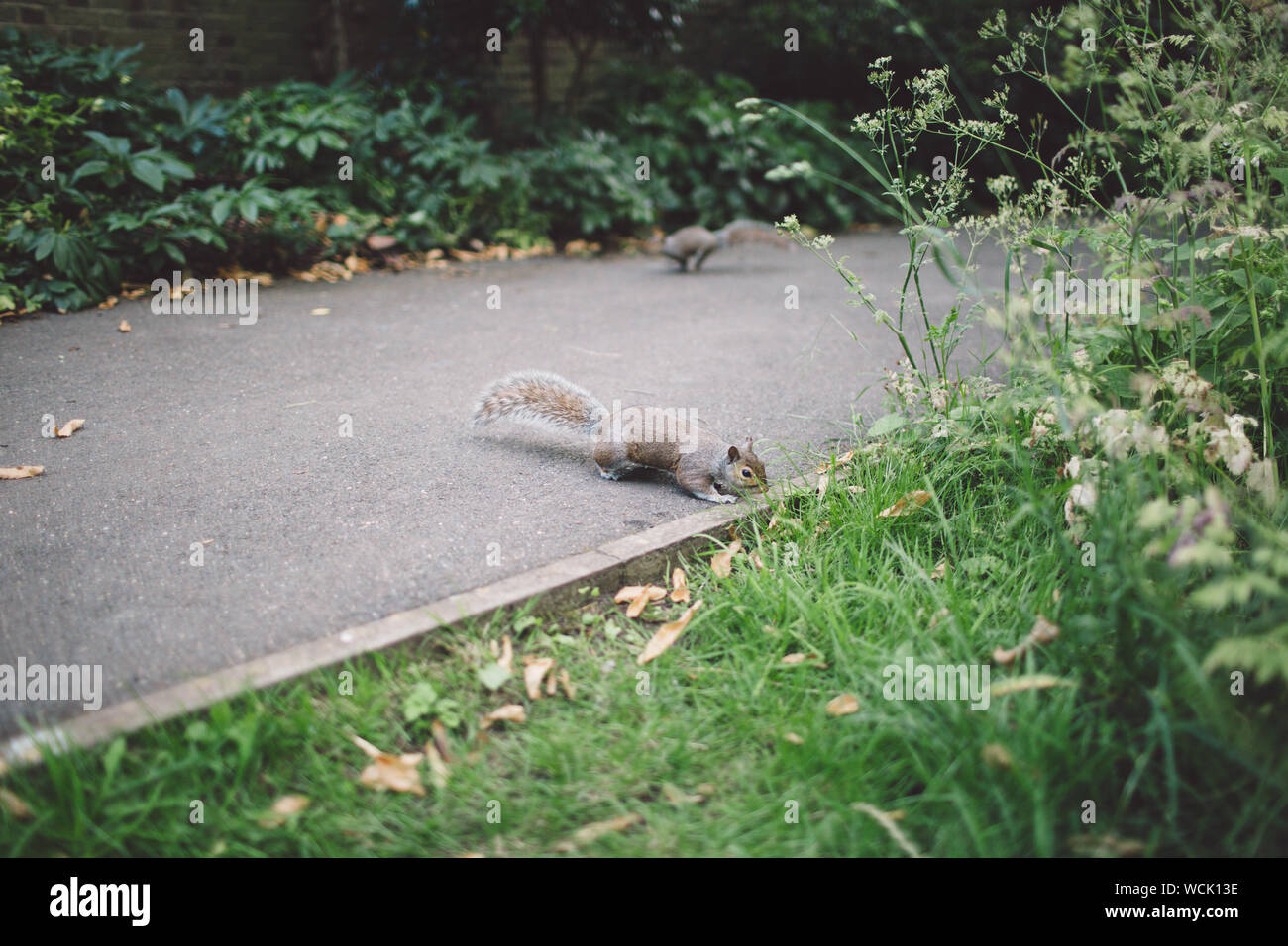 Alley crossing hi-res stock photography and images - Alamy