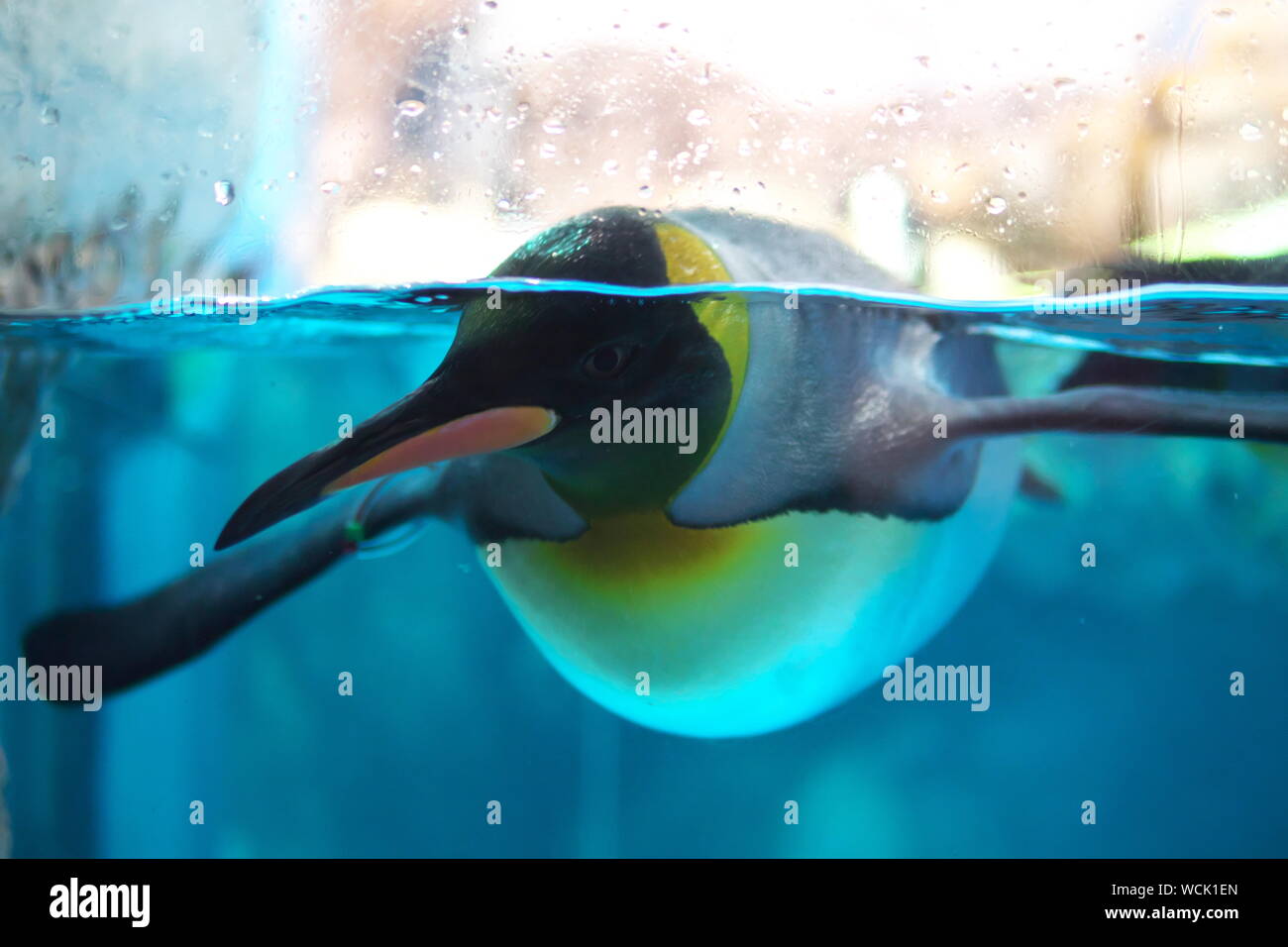 Glass penguin hi-res stock photography and images - Alamy
