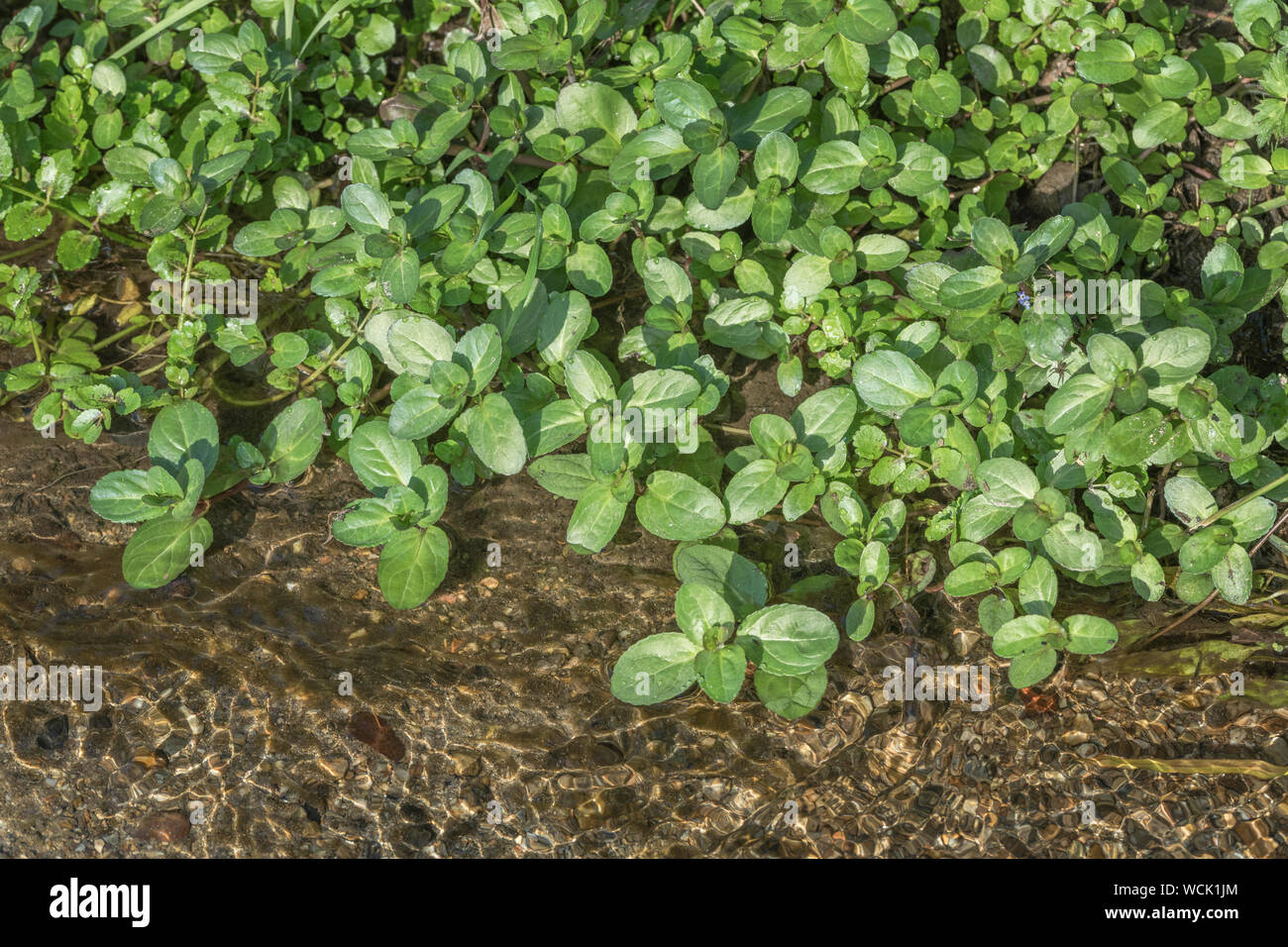 Brooklime / Veronica beccabunga foliage growing in a freshwater stream ...