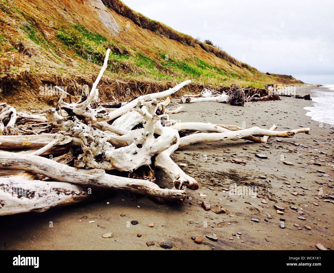 Dead tree trunk beach hi-res stock photography and images - Alamy