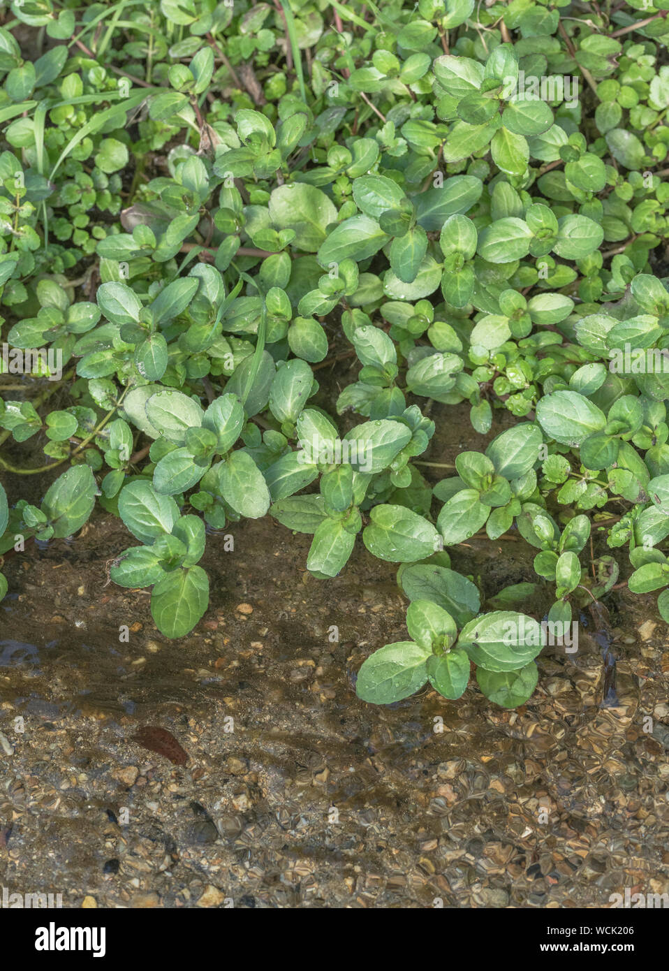 Veronica beccabunga becabunga hi-res stock photography and images - Alamy