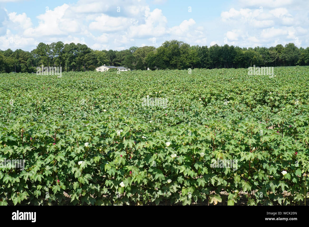 Farming cotton hi-res stock photography and images - Alamy
