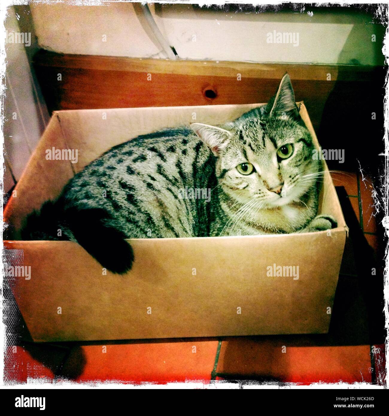 Japanese Cat Cardboard Box at Deloris Colvin blog