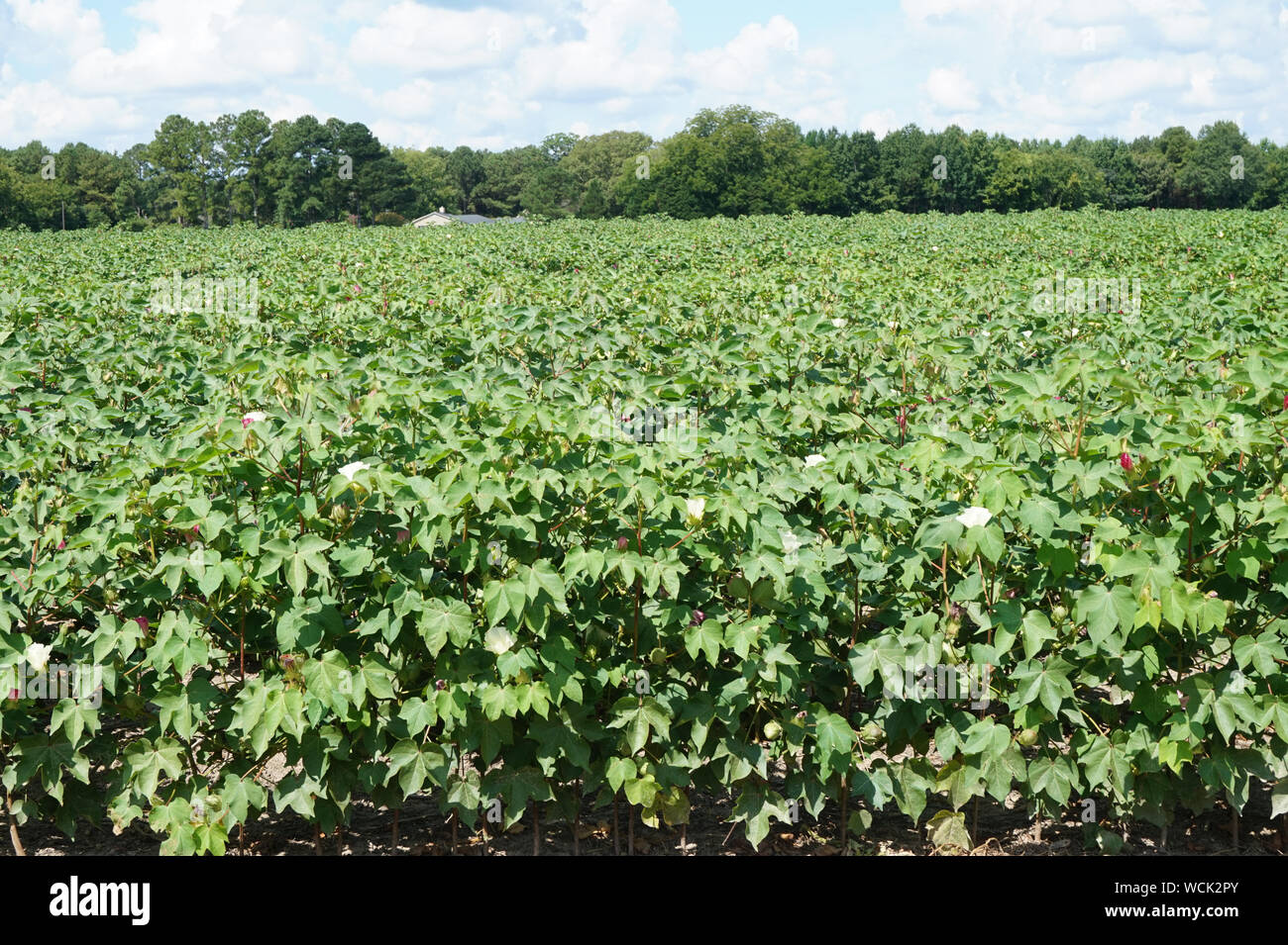 A Cotton field in bloom Stock Photo - Alamy