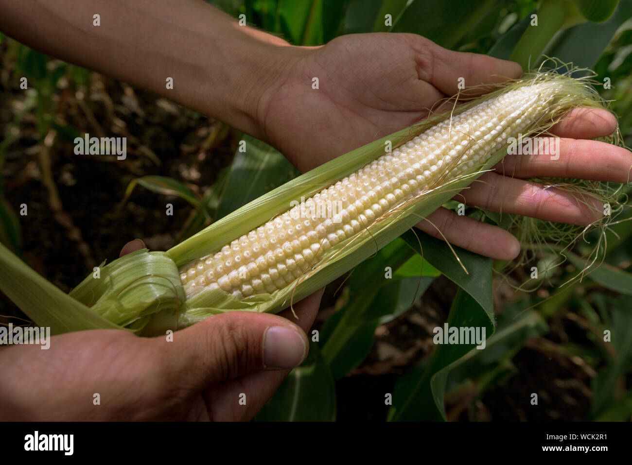 Farmer holding corn hi-res stock photography and images - Alamy