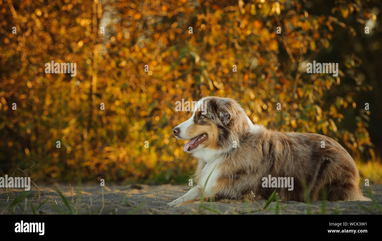 Australian Shepherd Tongue High Resolution Stock Photography and Images ...