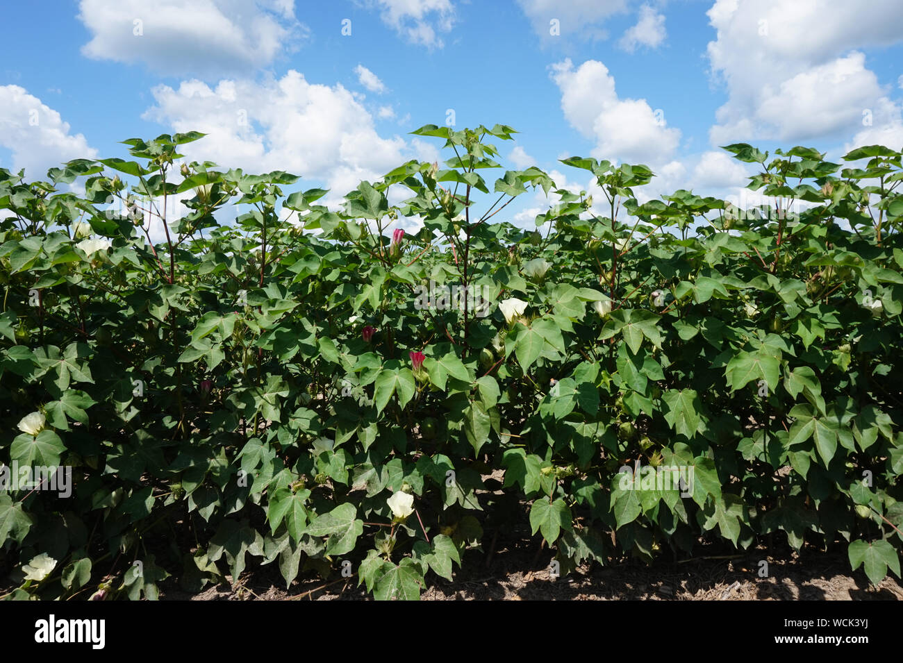 Cotton flower field hi-res stock photography and images - Alamy
