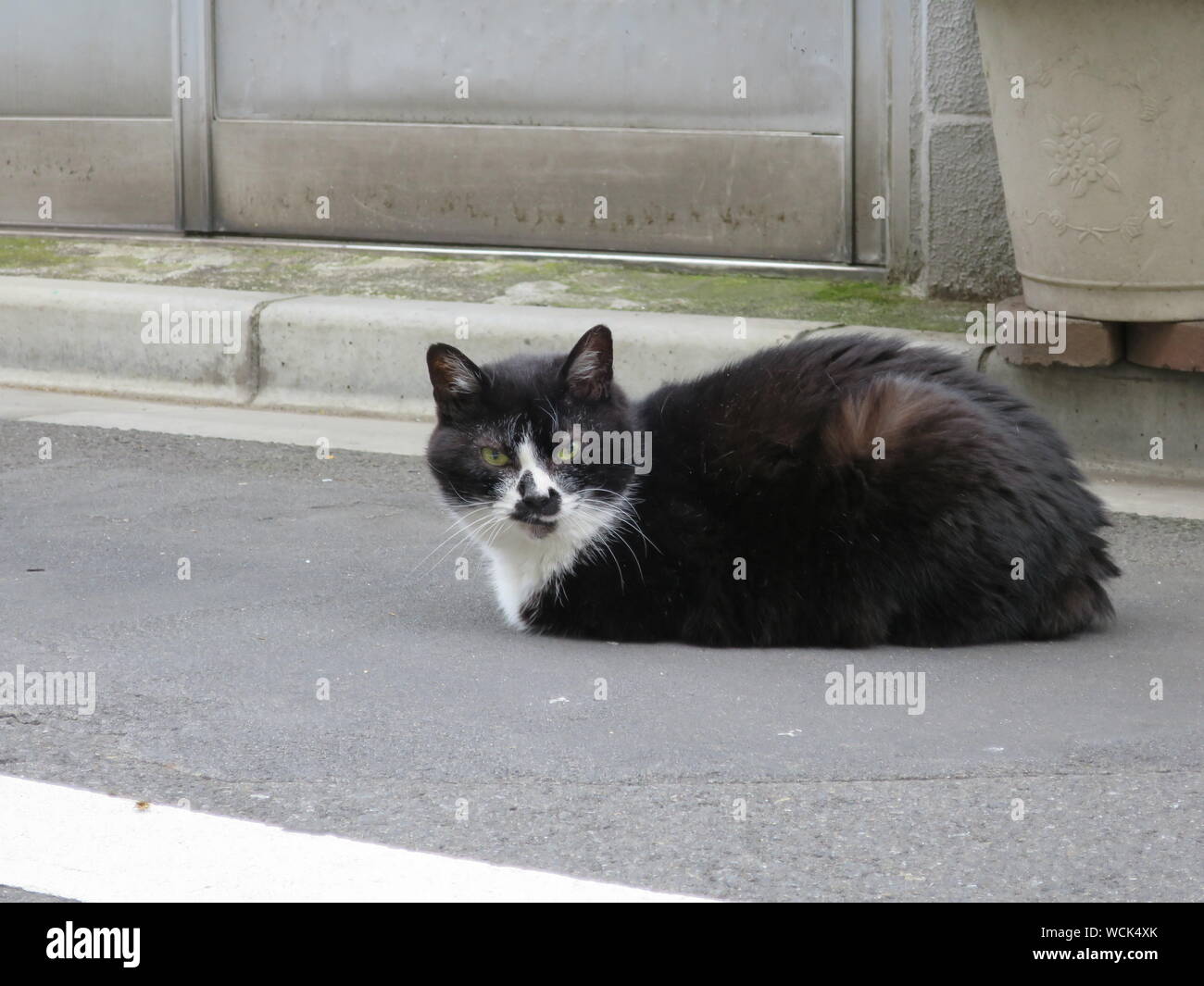 Cat road marking hi-res stock photography and images - Alamy