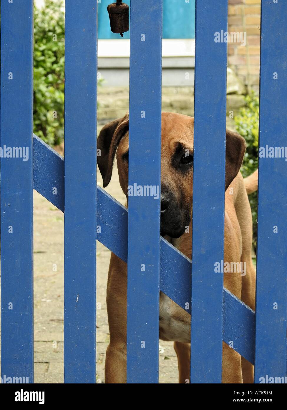 Dog behind camera hi-res stock photography and images - Alamy