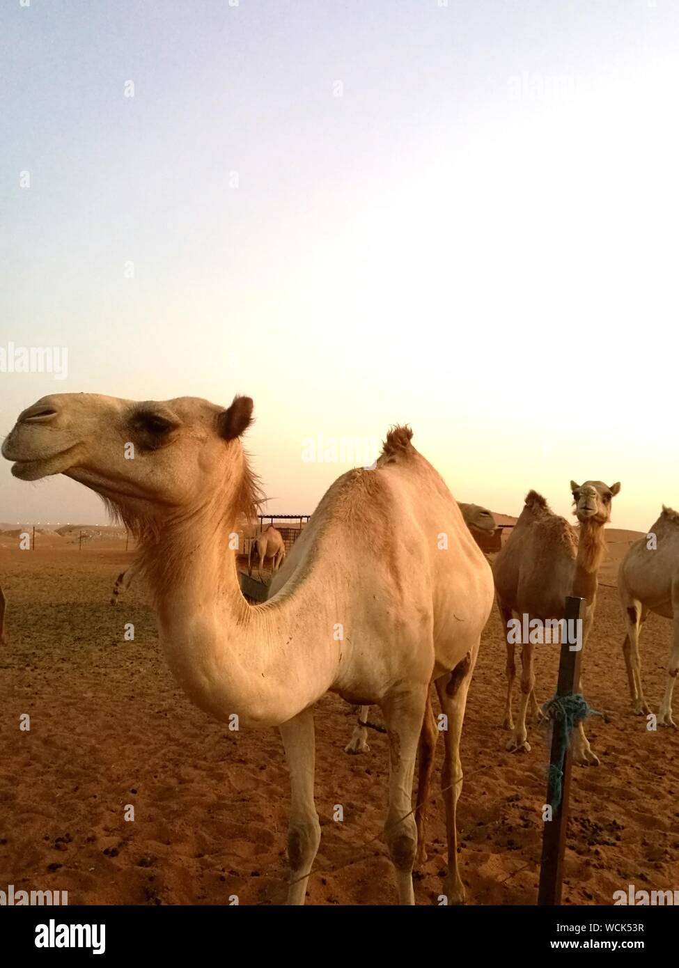 Five Camels High Resolution Stock Photography and Images - Alamy