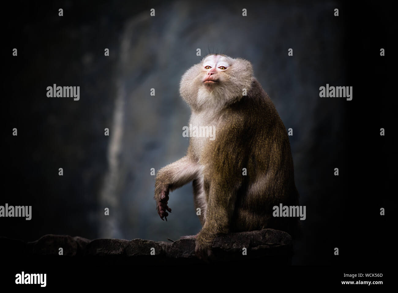 Monkey Attitude High Resolution Stock Photography and Images - Alamy