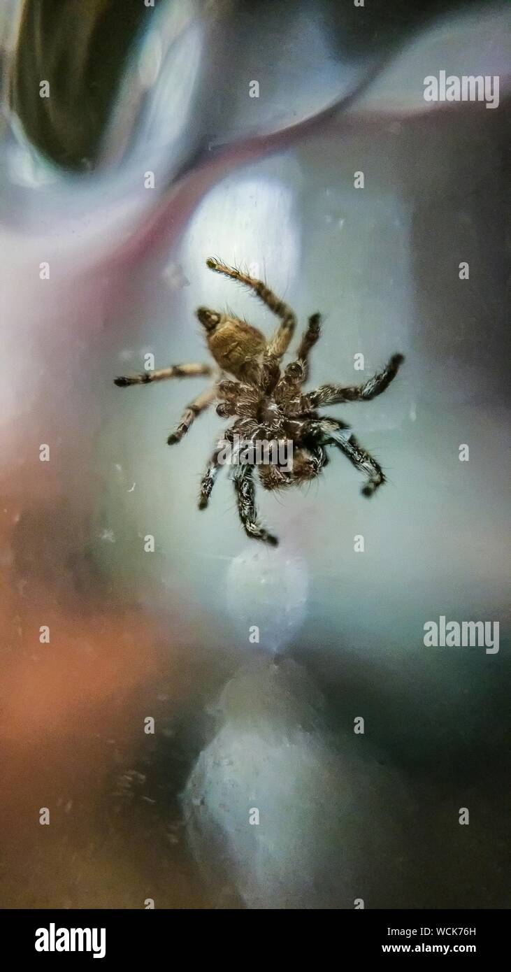 Spider on glass hi-res stock photography and images - Alamy