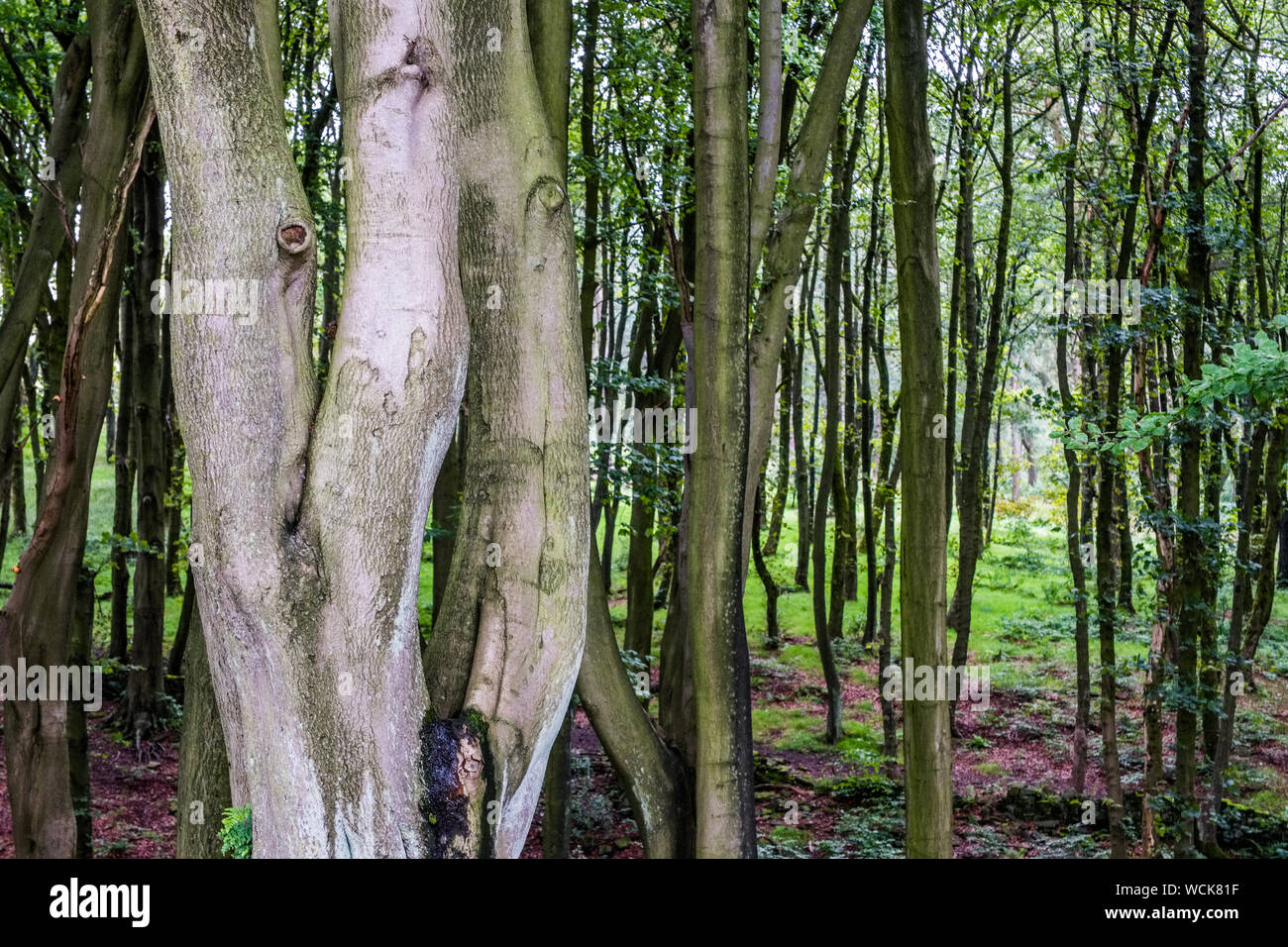 Tree trunks in an English woodland,UK Stock Photo - Alamy