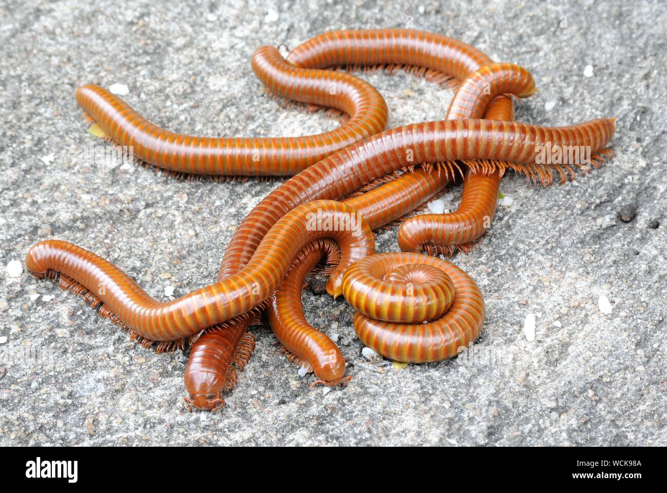 Millipedes on ground hi-res stock photography and images - Alamy