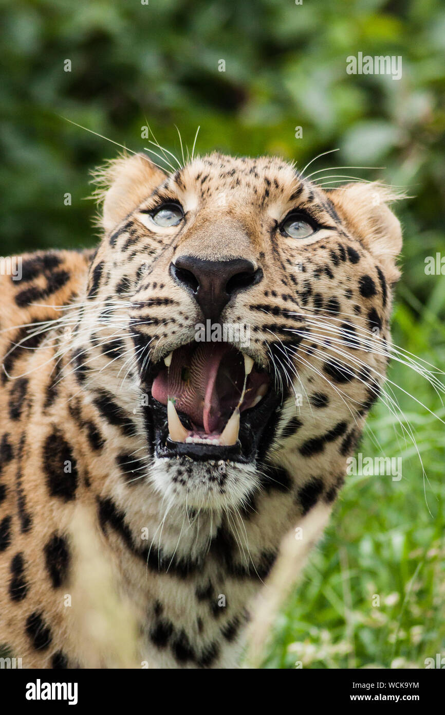 Amur leopard teeth hi-res stock photography and images - Alamy