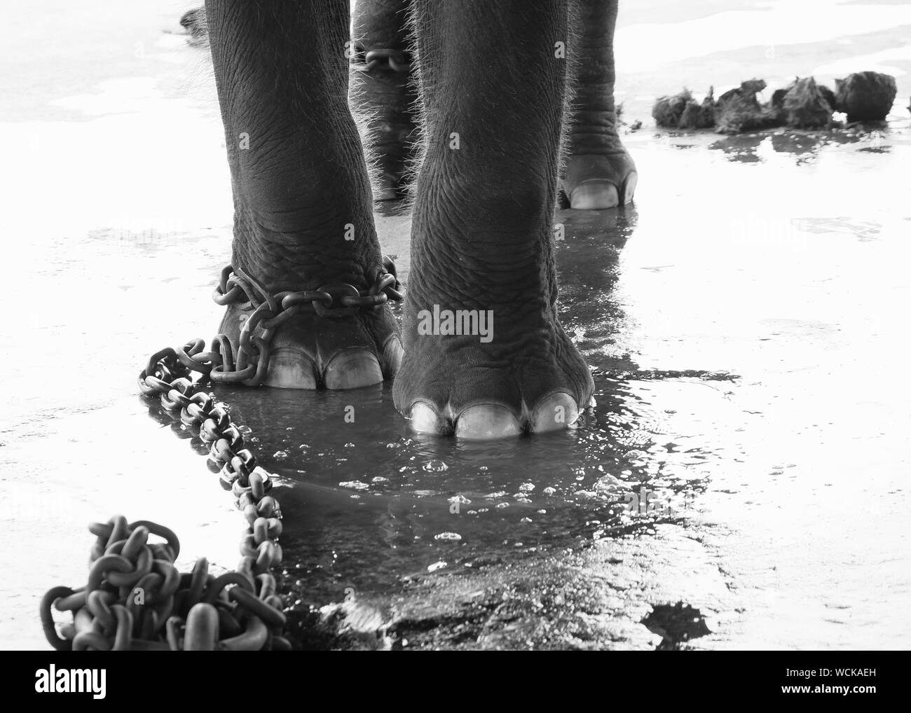 Animals In Chains High Resolution Stock Photography and Images - Alamy