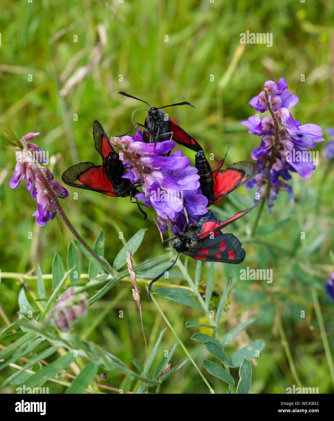 Five-Spot Burnet Moths (Zygaena trifolii) on a purple common vetch ...