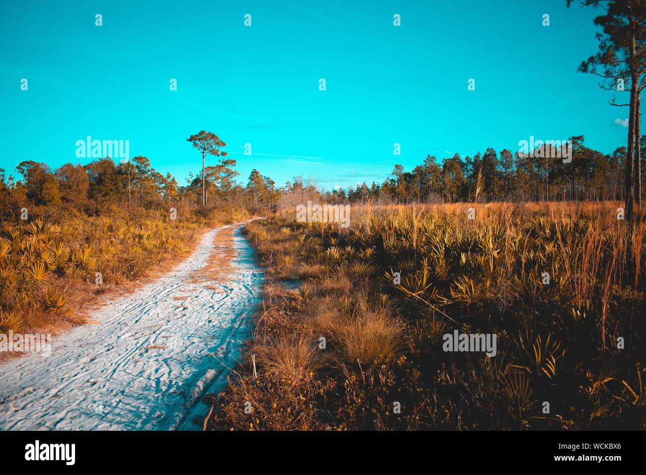 Wide shot of a sandy pathway near a field with tropical plants and ...