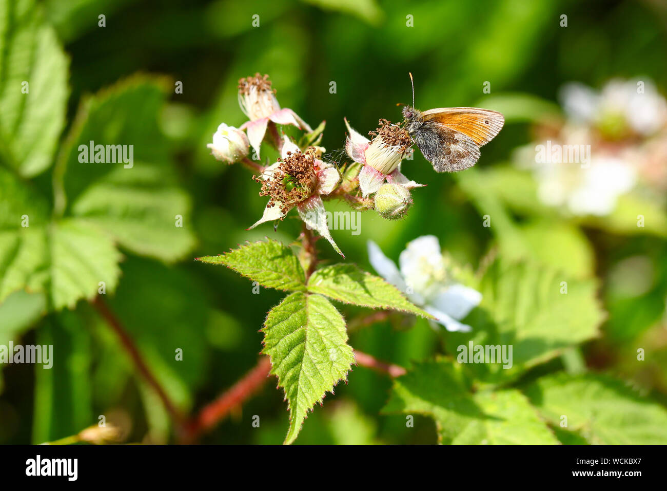 Small Heath butterfly (Coenonympha pamphilus) feeding on a Bramble ...