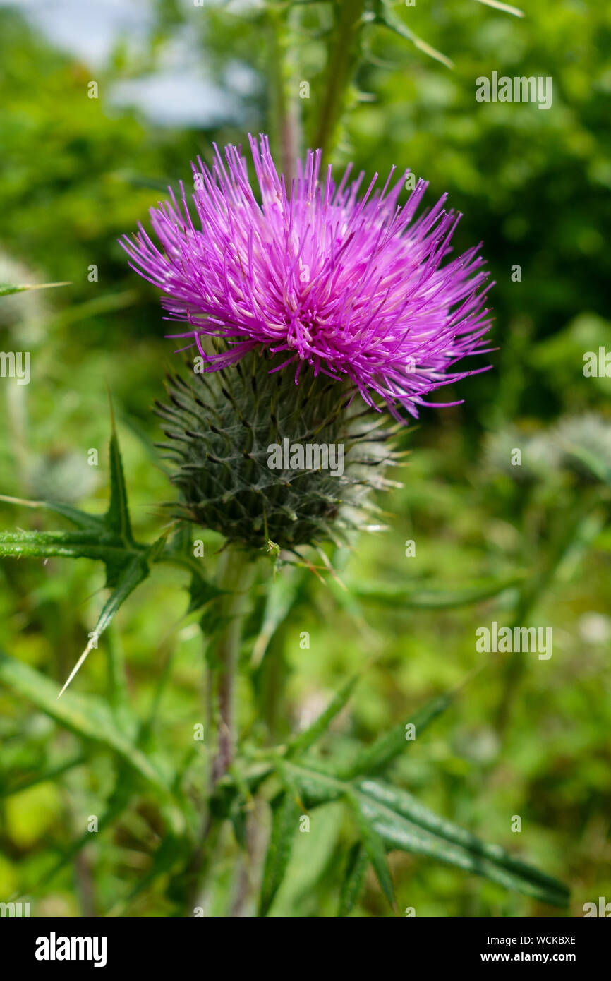 Spear thistle flower head hi-res stock photography and images - Alamy