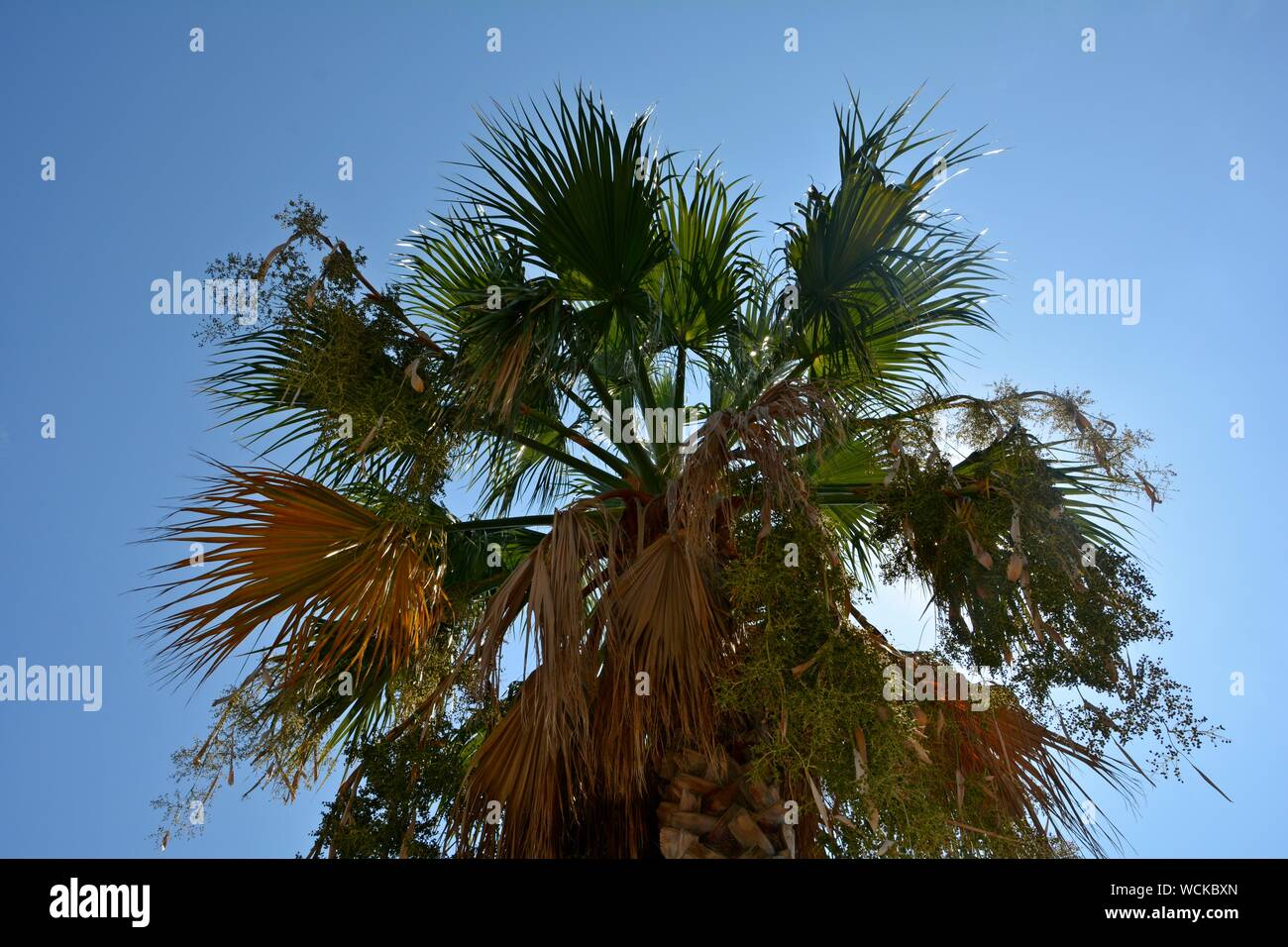 Palm trees in south france hi-res stock photography and images - Alamy